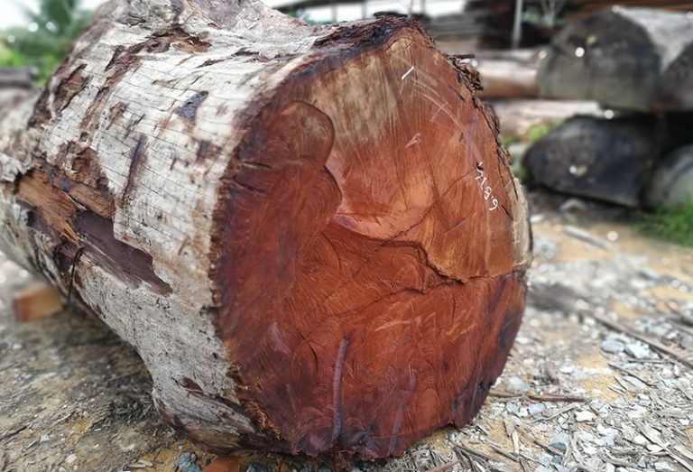 Chengal (Neobalanocarpus Heimii) - Timber Expert